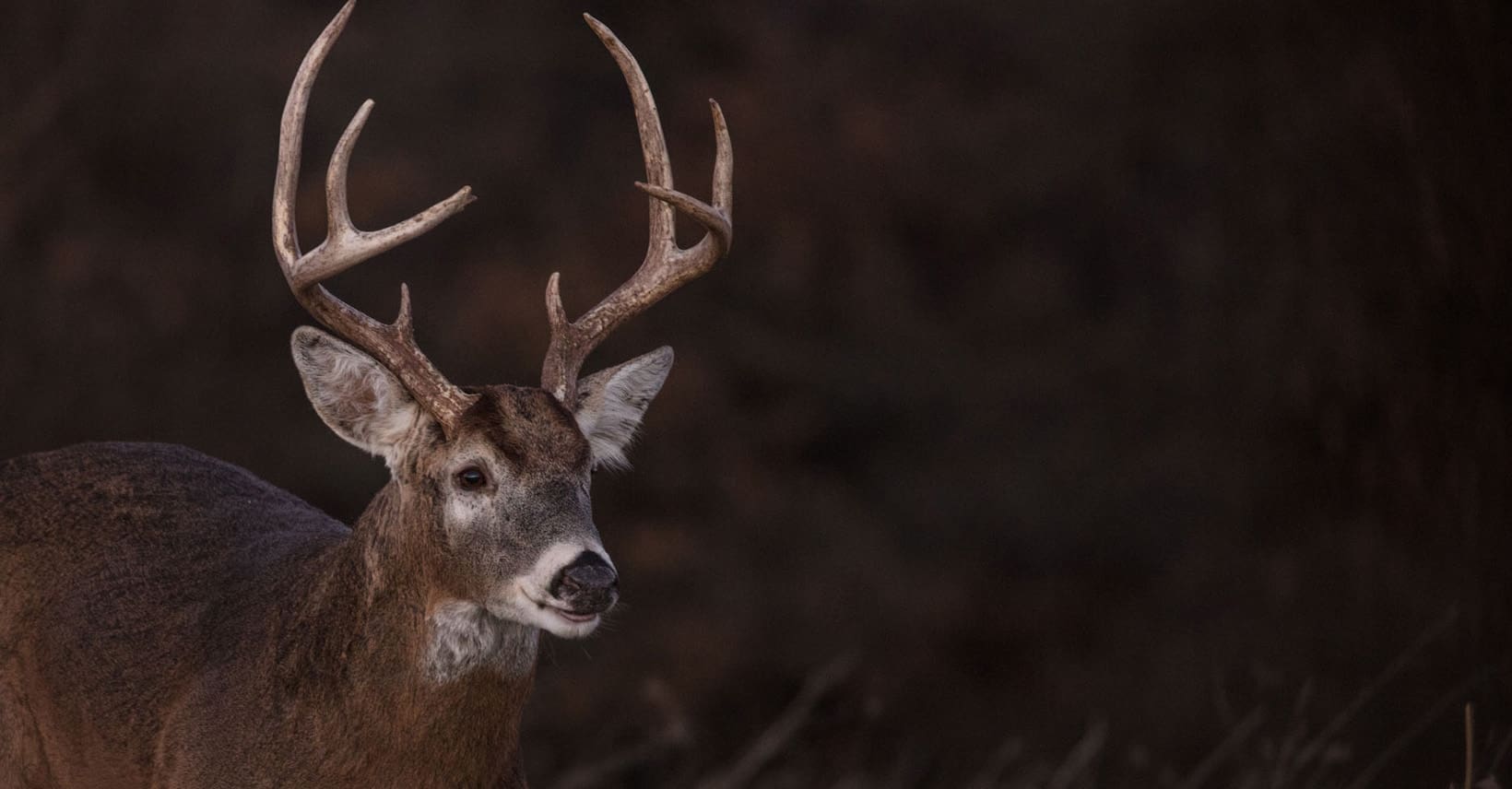 Endorsed by Dr. James Kroll aka Dr. Deer | Skunk Fusion